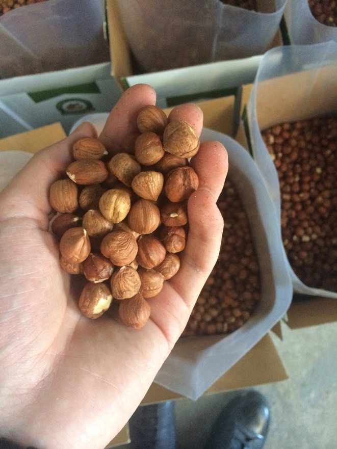 Hazelnut Export from Georgia | GEONUTS